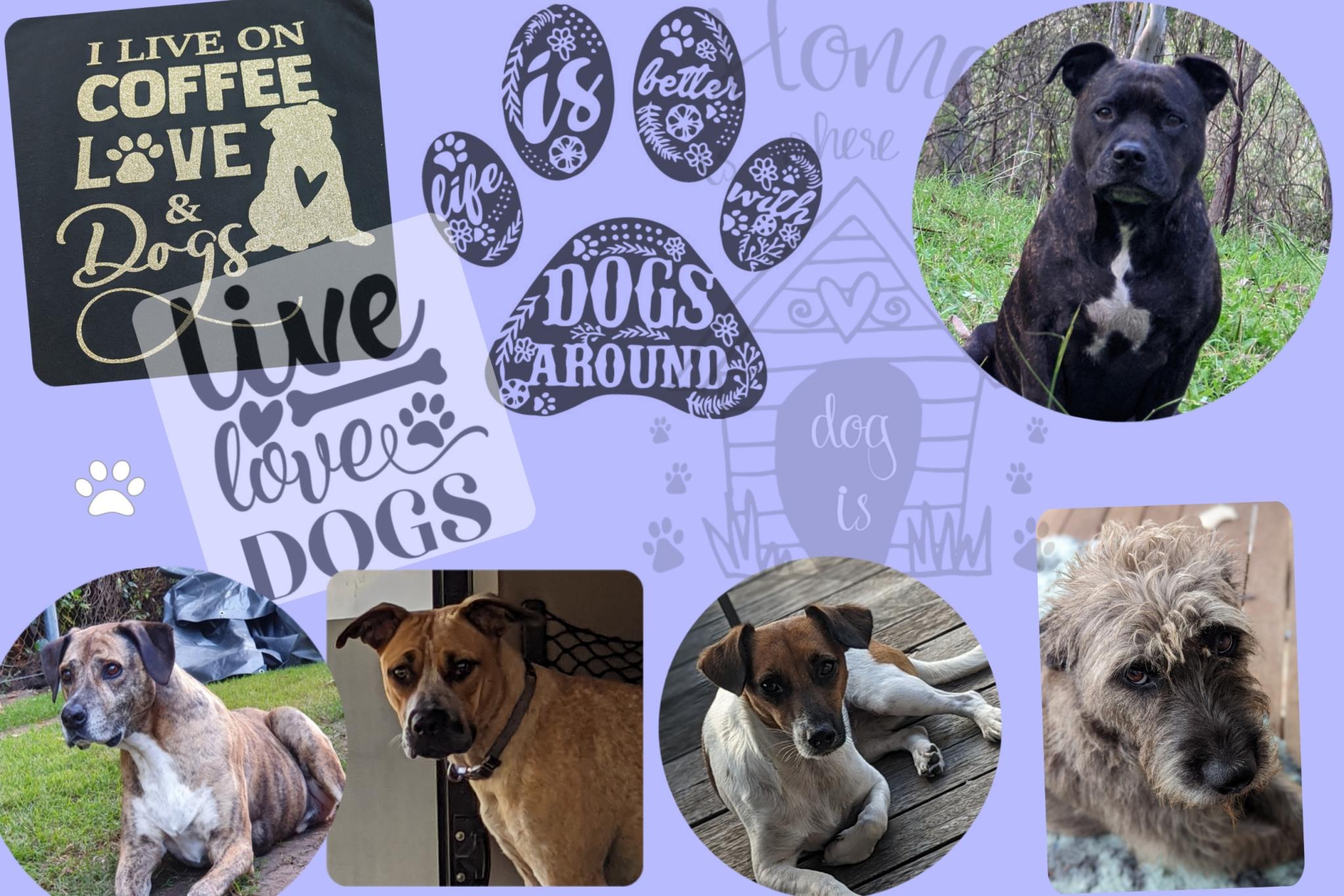 Custom Dog Clothing – dogaliciouscustomdogproducts